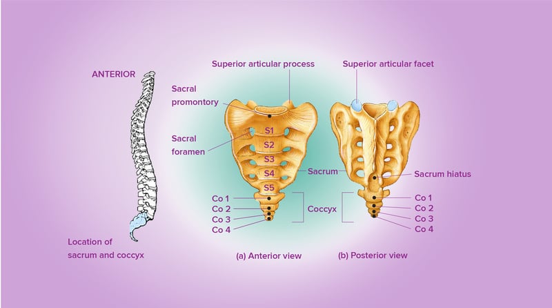 Sacrum and Coccyx - Bio Lexicon